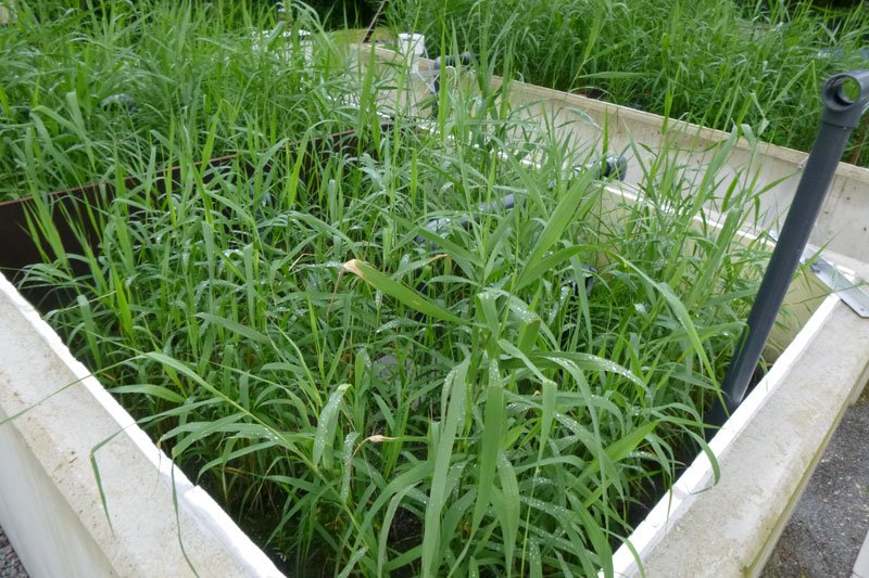 Optimisation of the FILTRAN® process - Naturem