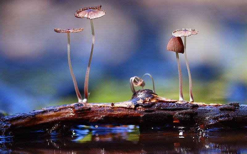 Mycofiltration - Naturem