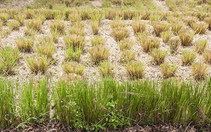 Phytotreatment and evapotranspiration beds - Naturem